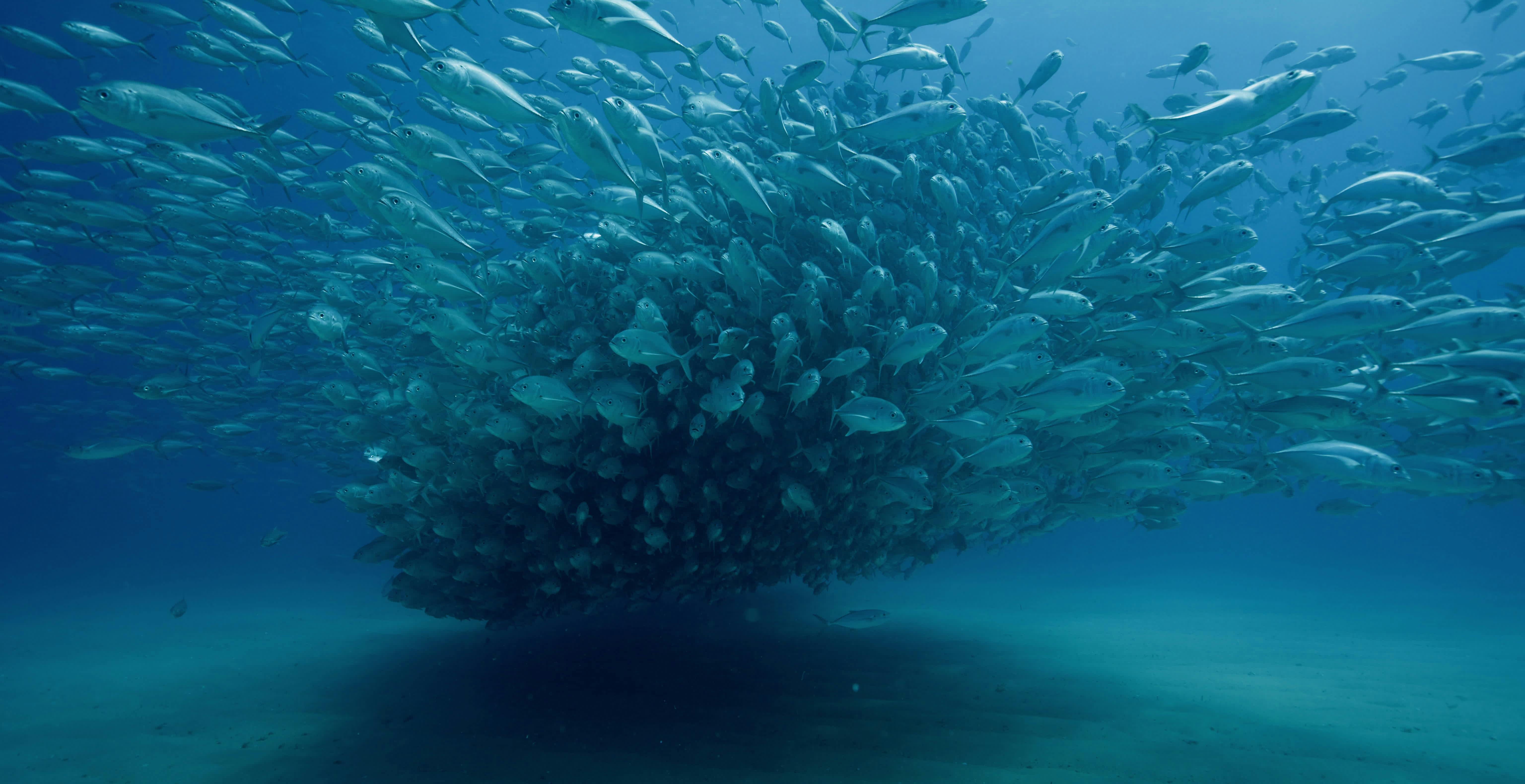 Discover fish-shoal-in-the-ocean, a story-driven footage
