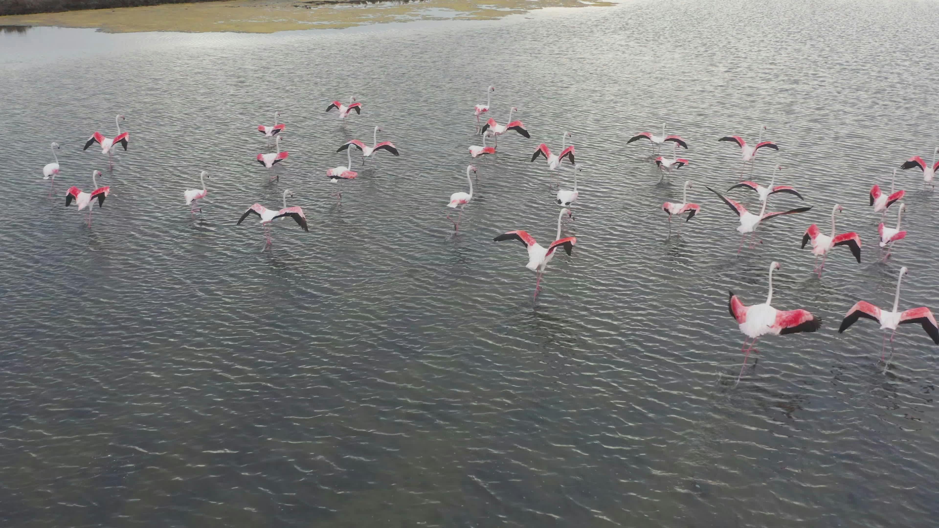 Discover flamingo-flock-flying-aerials, a story-driven footage