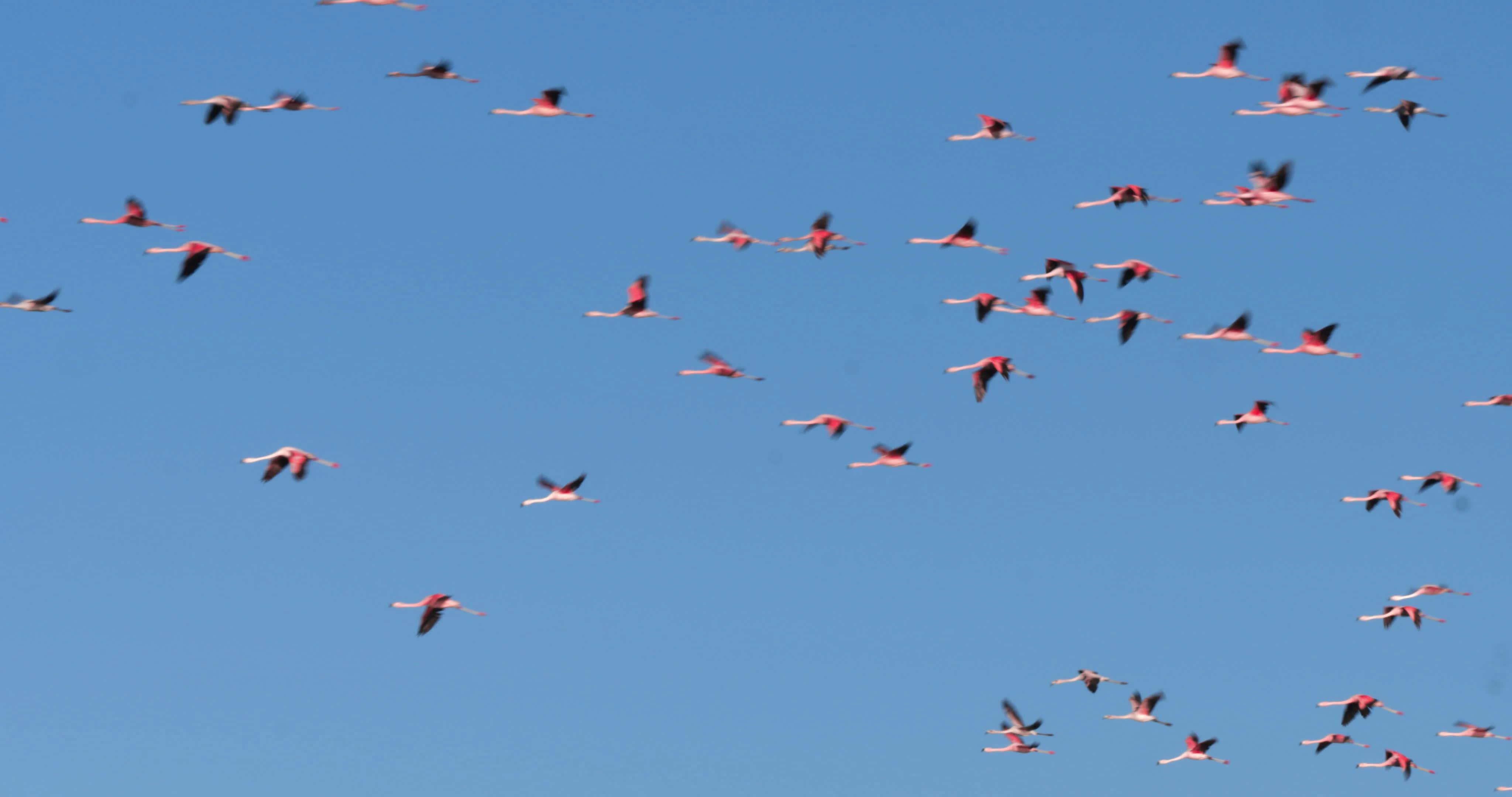 Discover flamingo-migration, a story-driven footage | Artlist