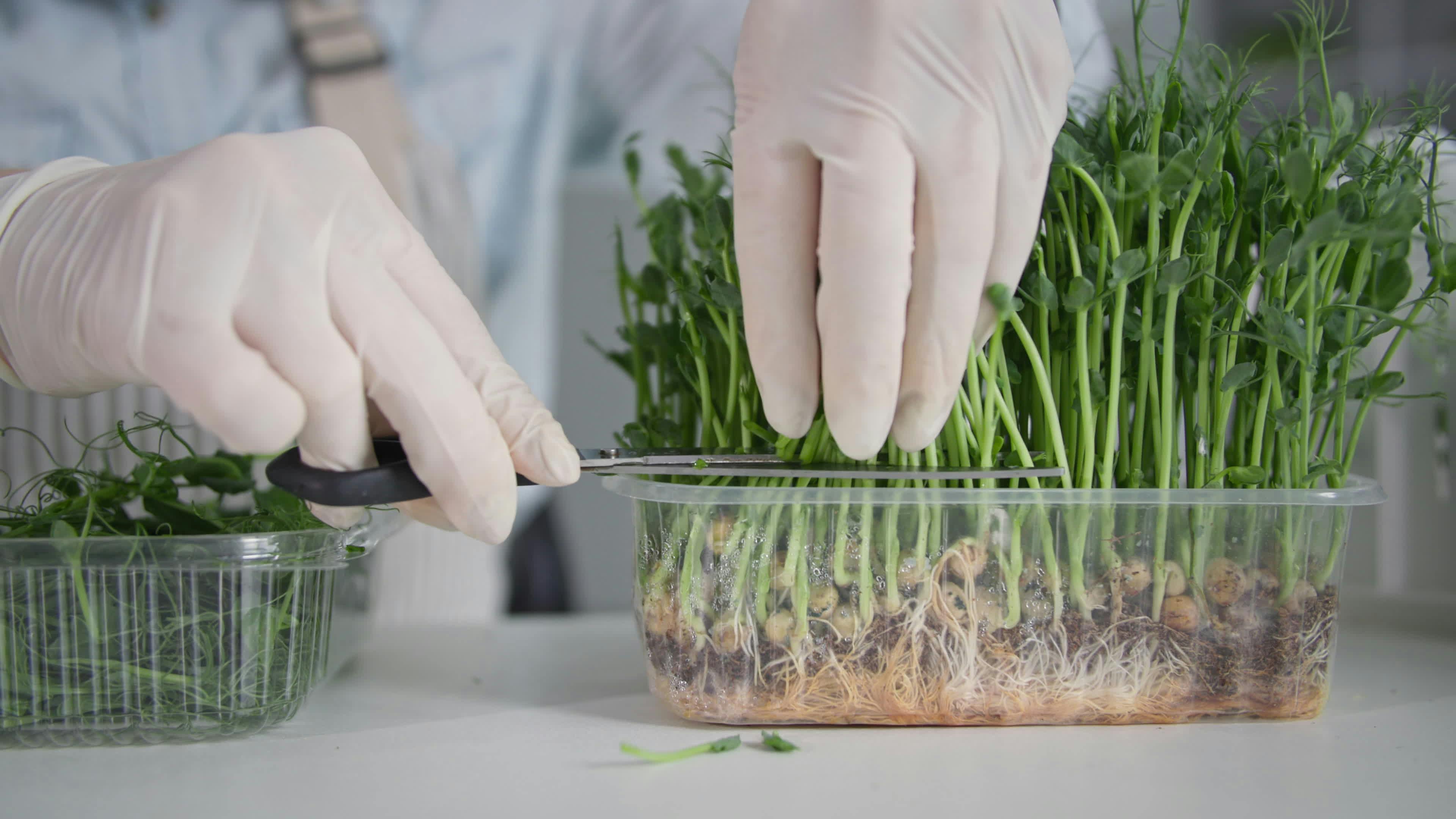 Discover growing-micro-leaves, a story-driven footage