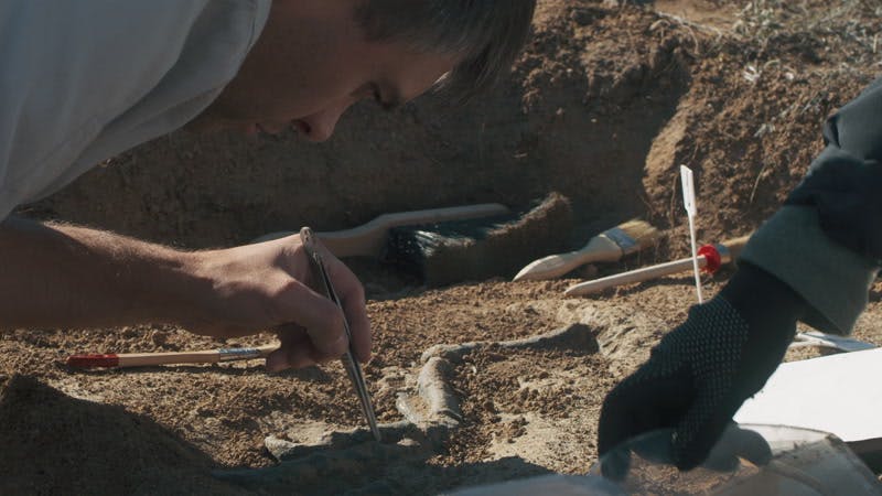 Archaeologist, Earth, Brushing, Bones by Frame Stock Footage – Stock ...