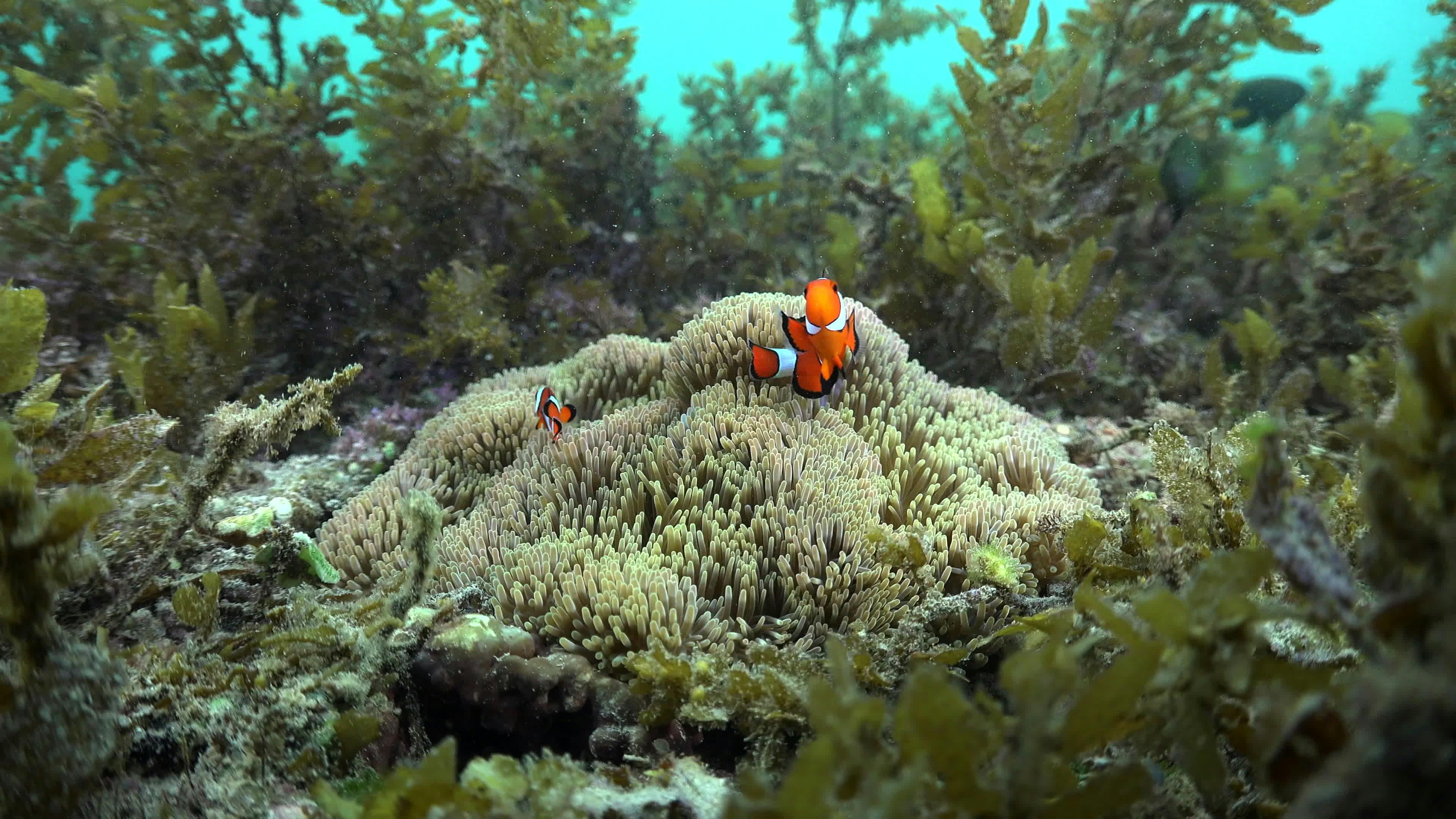 Discover clownfish-underwater, a story-driven footage